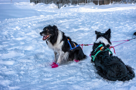 Is A Mackenzie River Husky A Good Family Dog
