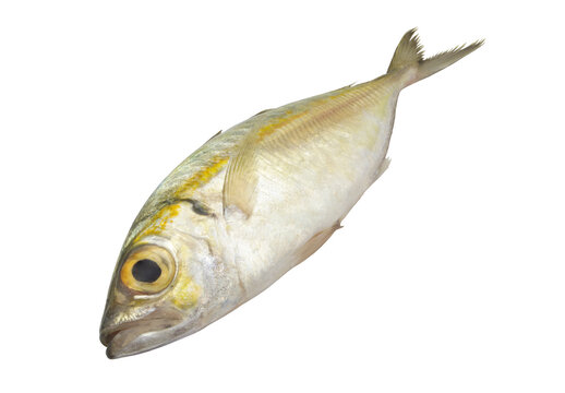 Chicharro-Bilder: Stock-Fotos & -Videos. | Adobe Stock