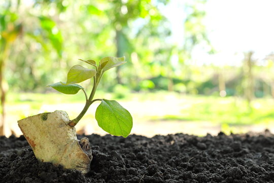 Regrowing Imagens – Procure 2,176 fotos, vetores e vídeos | Adobe Stock