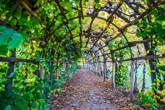 Entwined Images – Browse 12,842 Stock Photos, Vectors, and Video ...