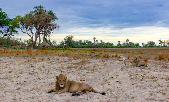 Loewen Images – Browse 99 Stock Photos, Vectors, and Video | Adobe Stock