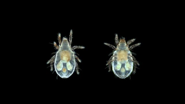 "Stratiolaelaps Scimitus" Images – Browse 139 Stock Photos, Vectors ...