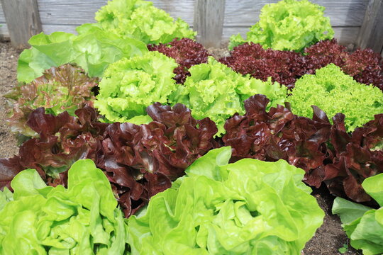 Eichblatt Images – Browse 238 Stock Photos, Vectors, and Video | Adobe ...