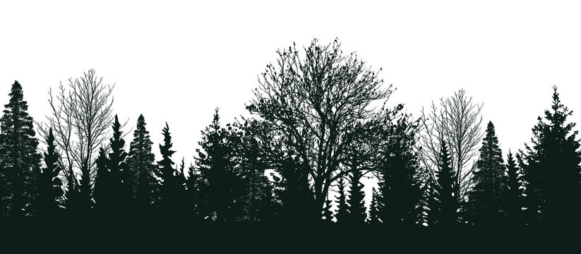Forest Silhouette