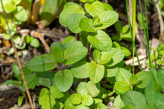 Minzen bilder – Bläddra bland 1,320 stockfoton, vektorer och videor ...