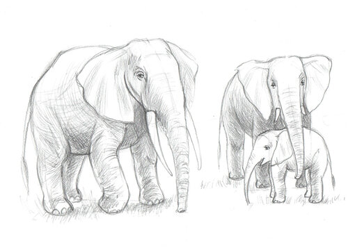 Elephant Pencil Drawing Easy