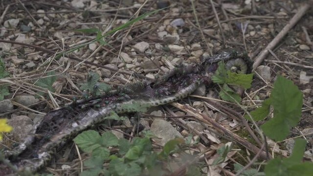 รูปภาพPutrefaction – เลือกดูภาพถ่ายสต็อก เวกเตอร์ และวิดีโอ32,520 ...