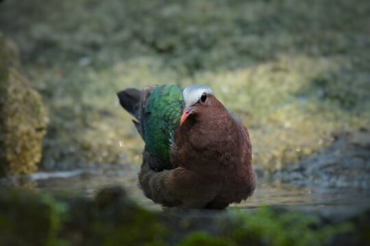 "Green Dove" Bilder – Durchsuchen 739 Archivfotos, Vektorgrafiken und ...