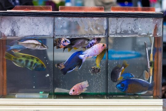 Utaka Images – Browse 39 Stock Photos, Vectors, and Video | Adobe Stock