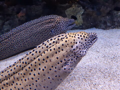 「Moreia」の写真素材 | 56件の無料イラスト画像 | Adobe Stock