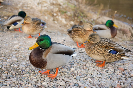 Flock Of Ducks Images – Browse 53,520 Stock Photos, Vectors, and Video ...