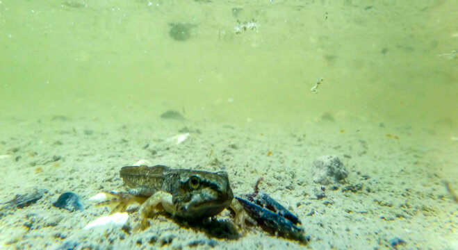 Bombina Images – Parcourir 1,914 le catalogue de photos, vecteurs et ...