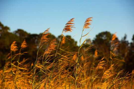 Sawgrass Images – Browse 2,245 Stock Photos, Vectors, and Video | Adobe ...