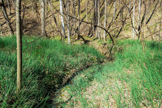 "Scouring Rush" Images – Browse 753 Stock Photos, Vectors, and Video ...