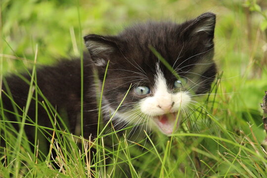 รูปภาพChaton – เลือกดูภาพถ่ายสต็อก เวกเตอร์ และวิดีโอ17,057 | Adobe Stock