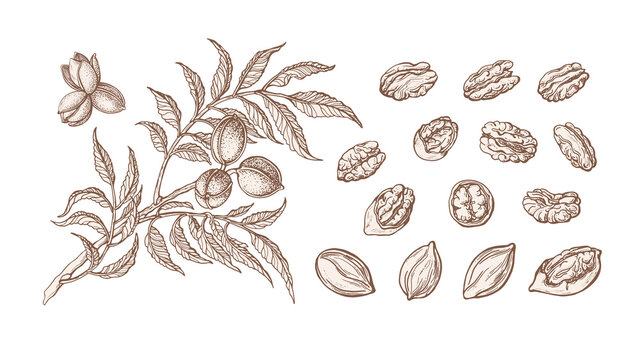 Pecan Tree Vector Images – Browse 9,001 Stock Photos, Vectors, and ...