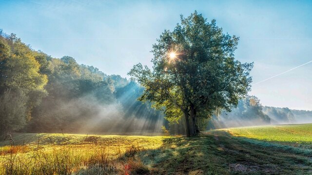 "Baum Bilder – Durchsuchen 34,911,578 Archivfotos, Vektorgrafiken und ...