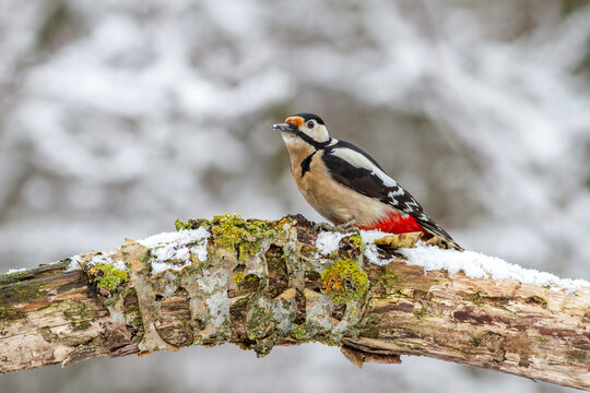 รูปภาพPiciformes – เลือกดูภาพถ่ายสต็อก เวกเตอร์ และวิดีโอ5,906 | Adobe ...