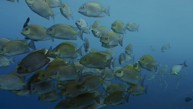 Rabbitfish bilder – Bläddra bland 1,401 stockfoton, vektorer och videor ...