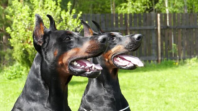 รูปภาพDoby – เลือกดูภาพถ่ายสต็อก เวกเตอร์ และวิดีโอ168 | Adobe Stock