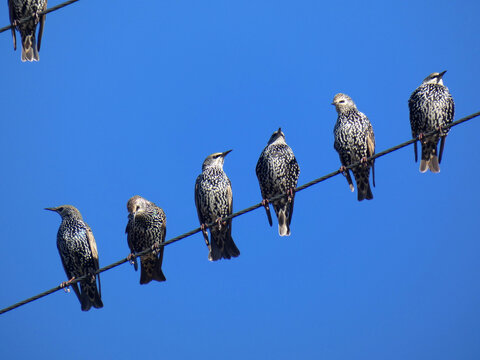 Tordi Images – Browse 57 Stock Photos, Vectors, and Video | Adobe Stock