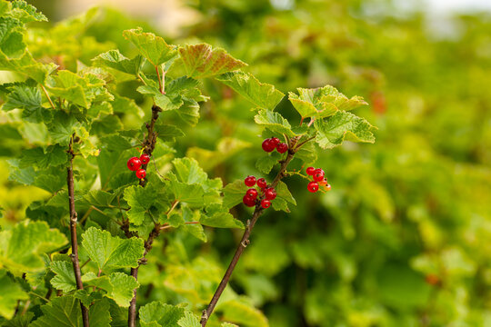Groseilles Bilder – Durchsuchen 3,196 Archivfotos, Vektorgrafiken und ...