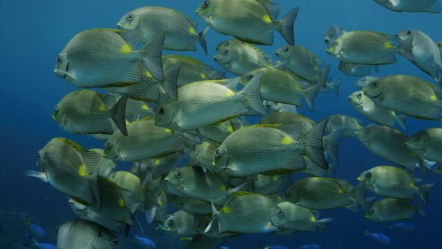 รูปภาพRabbitfish – เลือกดูภาพถ่ายสต็อก เวกเตอร์ และวิดีโอ1,372 | Adobe ...