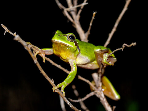 Lurch Images – Browse 4,576 Stock Photos, Vectors, and Video | Adobe Stock