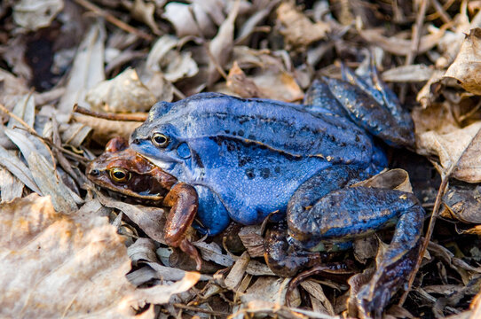 Lurch Images – Browse 4,576 Stock Photos, Vectors, and Video | Adobe Stock