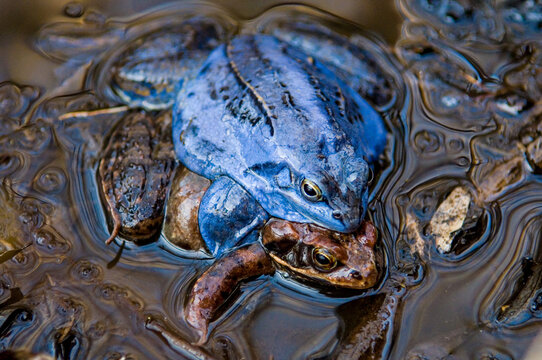 Lurch Images – Browse 4,576 Stock Photos, Vectors, and Video | Adobe Stock