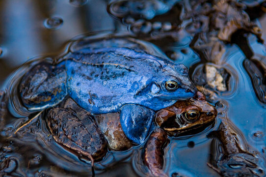 Lurch Images – Browse 4,576 Stock Photos, Vectors, and Video | Adobe Stock