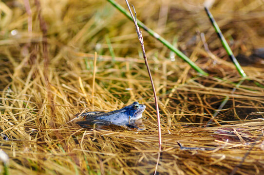 Lurch Images – Browse 4,576 Stock Photos, Vectors, and Video | Adobe Stock