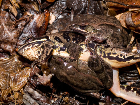 Lurch Images – Browse 4,576 Stock Photos, Vectors, and Video | Adobe Stock