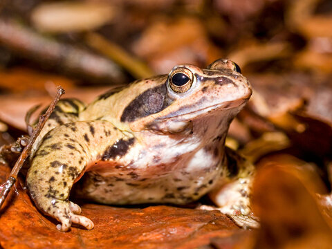 Lurch Images – Browse 4,576 Stock Photos, Vectors, and Video | Adobe Stock