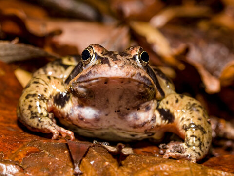 รูปภาพLurch – เลือกดูภาพถ่ายสต็อก เวกเตอร์ และวิดีโอ4,953 | Adobe Stock