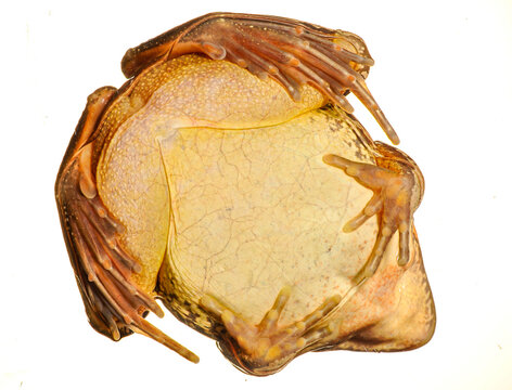 Lurch Images – Browse 4,576 Stock Photos, Vectors, and Video | Adobe Stock