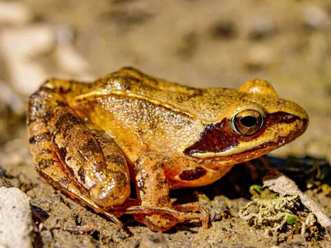 Lurch Images – Browse 4,576 Stock Photos, Vectors, and Video | Adobe Stock