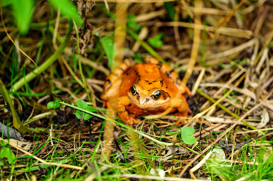 Lurch Images – Browse 4,576 Stock Photos, Vectors, and Video | Adobe Stock