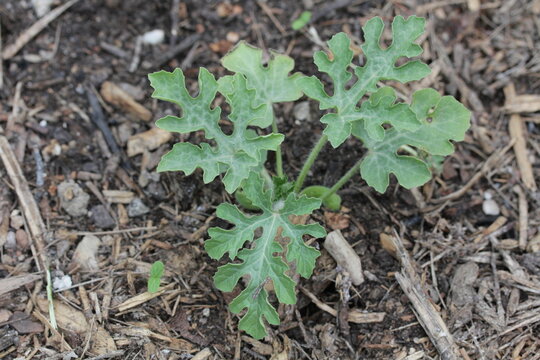 60 BEST Aqueux IMAGES, STOCK PHOTOS & VECTORS | Adobe Stock