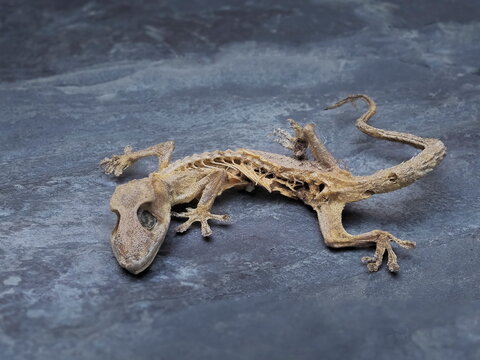 "Asian House Gecko" Images – Browse 933 Stock Photos, Vectors, and ...