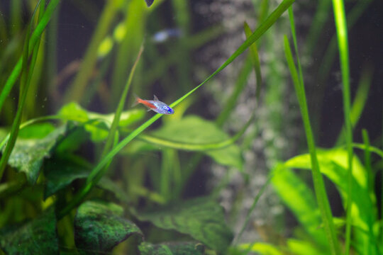 รูปภาพReticulate – เลือกดูภาพถ่ายสต็อก เวกเตอร์ และวิดีโอ9,485 | Adobe ...