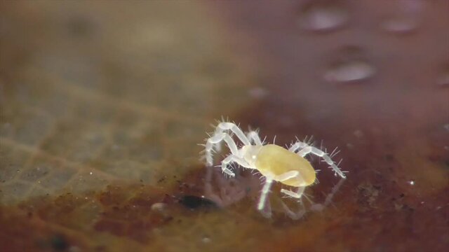 Milbe Images – Browse 757 Stock Photos, Vectors, and Video | Adobe Stock