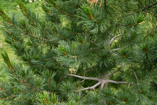 Zirbenbaum-Bilder: Stock-Fotos & -Videos. | Adobe Stock