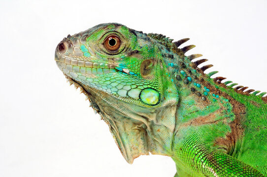 Leguan Images – Browse 42 Stock Photos, Vectors, and Video | Adobe Stock