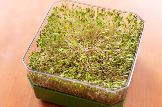 Germes Bilder – Durchsuchen 736 Archivfotos, Vektorgrafiken und Videos ...