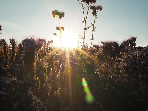 Sommersonne Bilder – Durchsuchen 9,631,492 Archivfotos, Vektorgrafiken ...