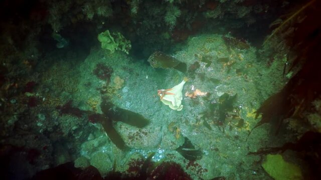 Paralithodes bilder – Bläddra bland 116 stockfoton, vektorer och videor ...