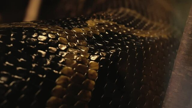 รูปภาพSnake-Skin – เลือกดูภาพถ่ายสต็อก เวกเตอร์ และวิดีโอ34,446 | Adobe ...
