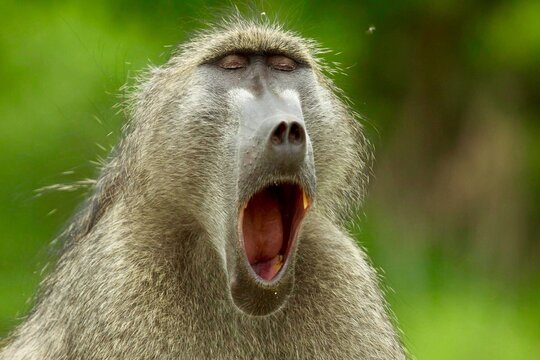 Pavian Bilder – Durchsuchen 54,584 Archivfotos, Vektorgrafiken und ...