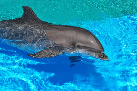 Haifischflosse Bilder – Durchsuchen 4,048 Archivfotos, Vektorgrafiken ...